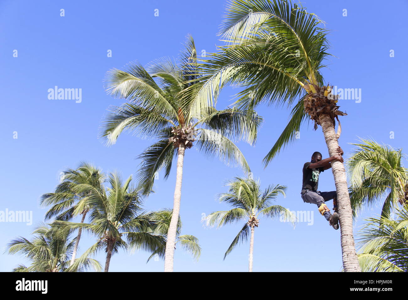 Man climbing up palm tree hi-res stock photography and images - Alamy