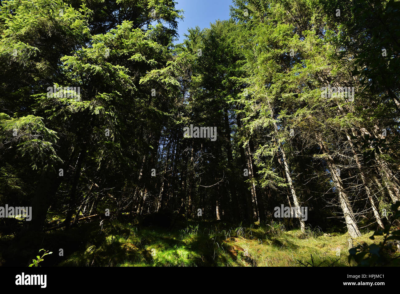 Wild pine tree forest Stock Photo - Alamy