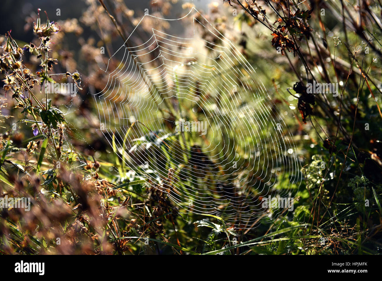 Spider web in the forest Stock Photo - Alamy