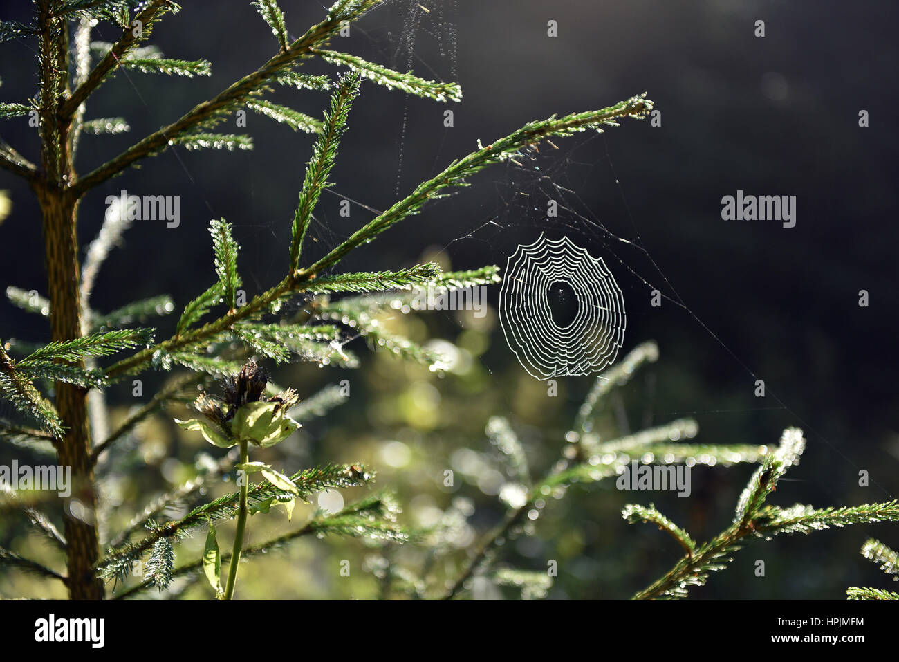 Spider web in the forest Stock Photo - Alamy