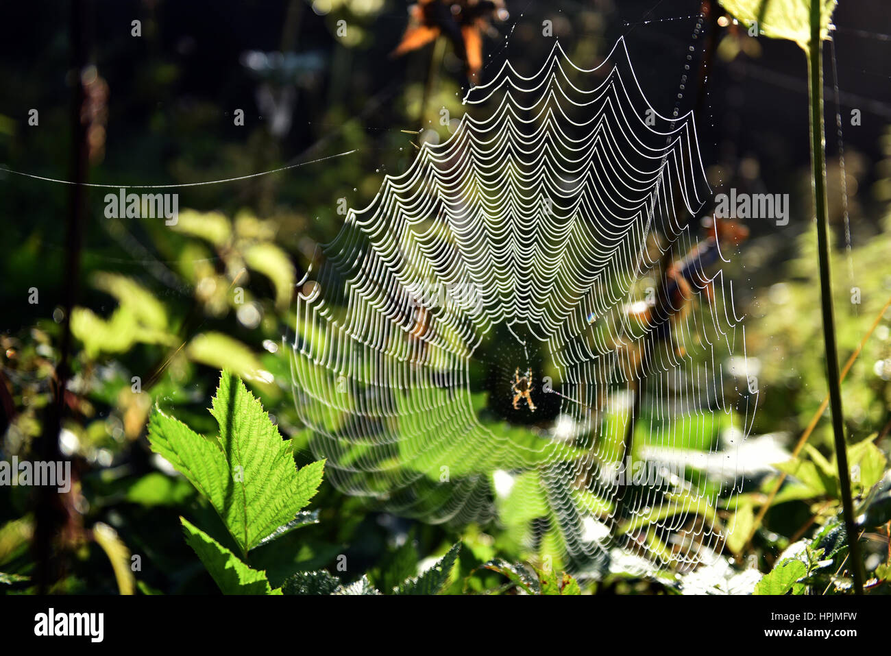Spider web in the forest Stock Photo - Alamy