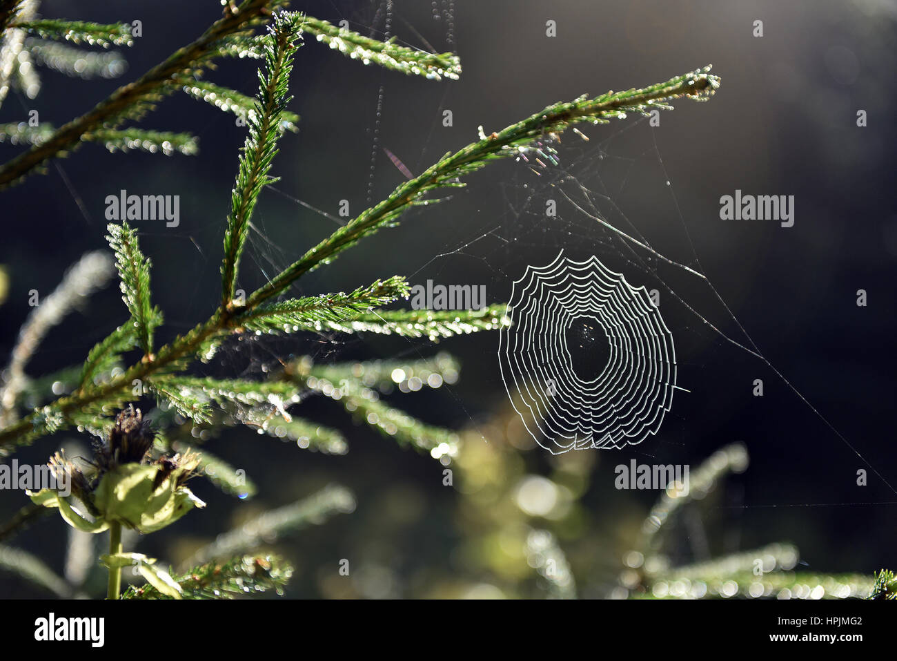 Spider web in the forest Stock Photo - Alamy