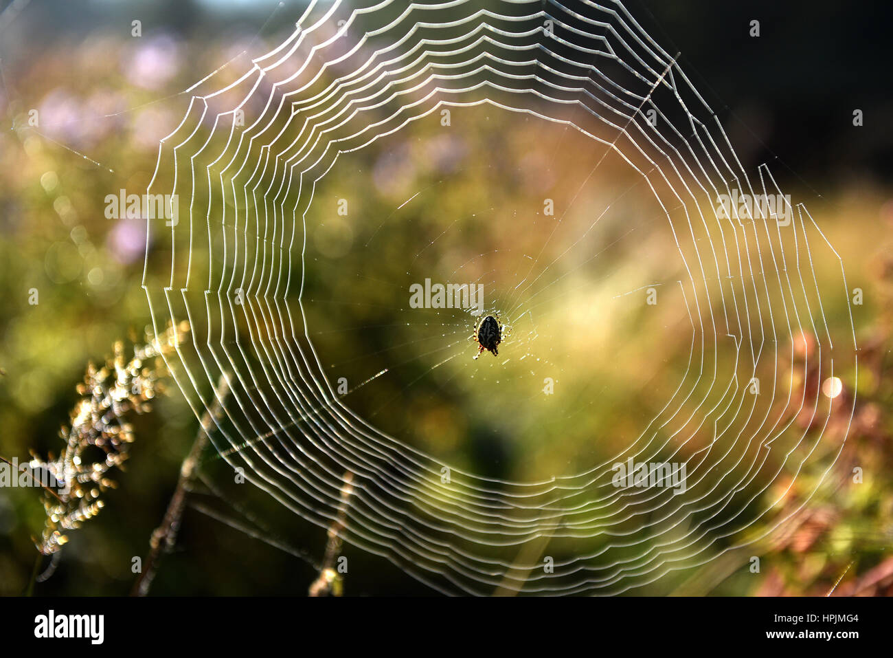 Spider web in the forest Stock Photo - Alamy