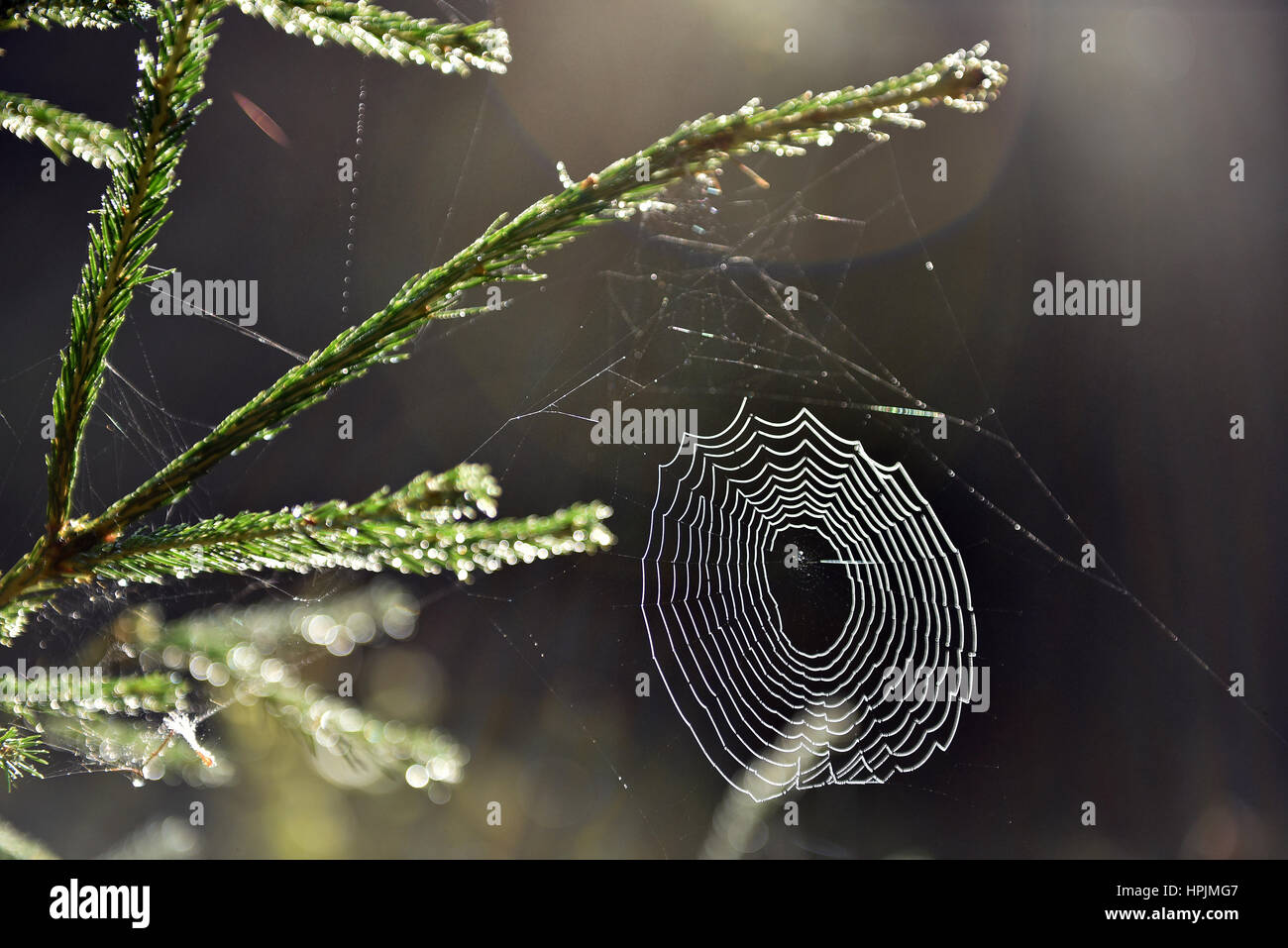 Spider web in the forest Stock Photo - Alamy
