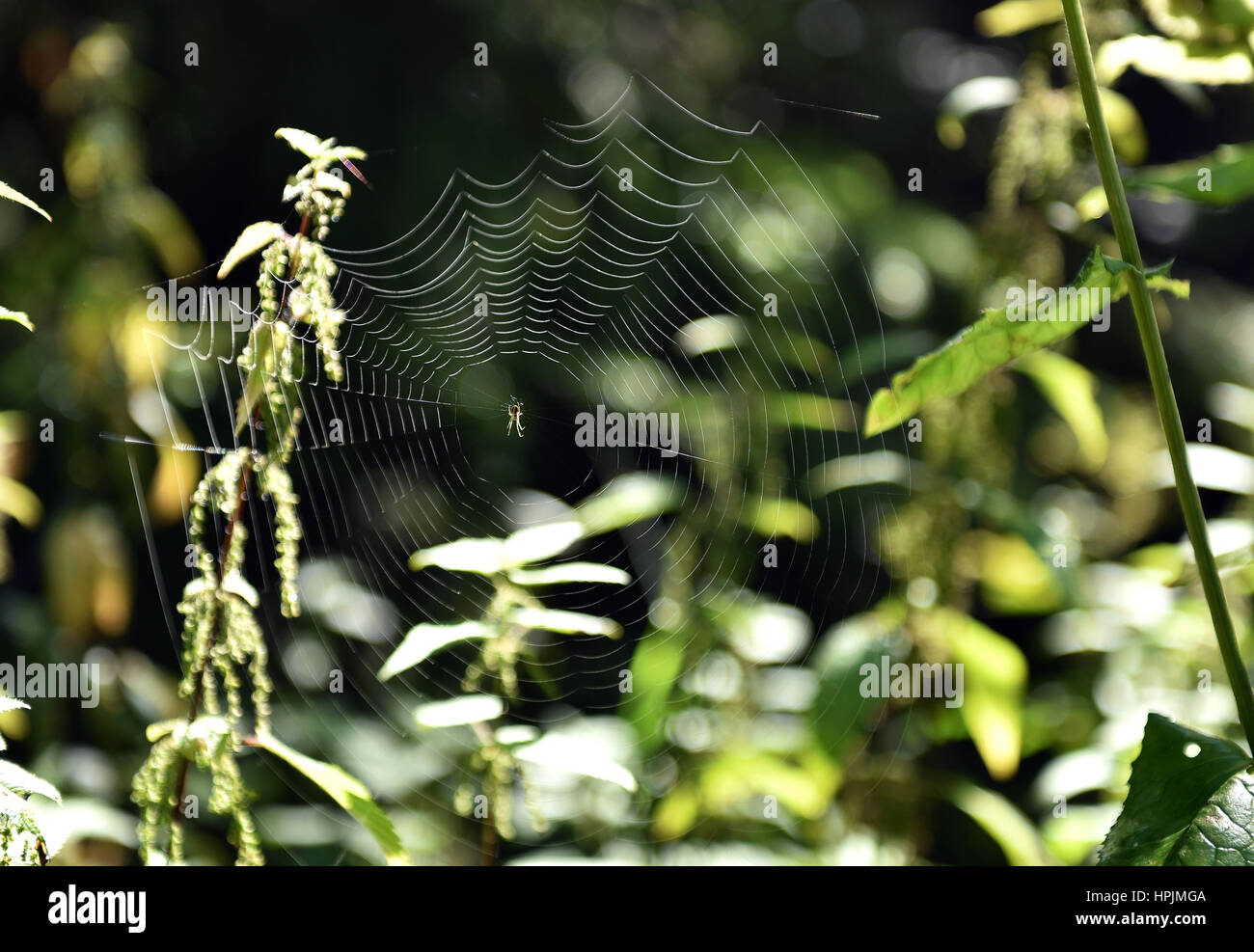 Spider web in the forest Stock Photo - Alamy