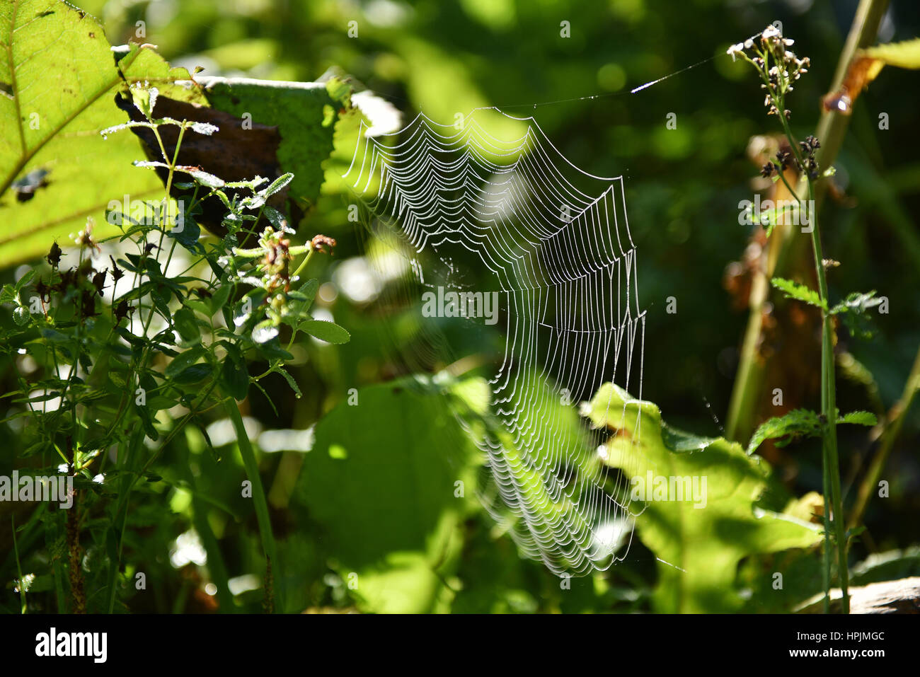 Spider web in the forest Stock Photo - Alamy
