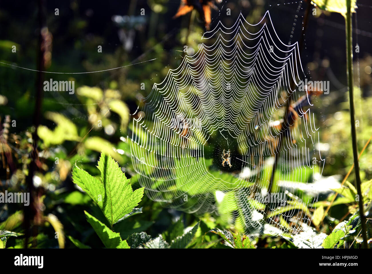 Spider web in the forest Stock Photo - Alamy