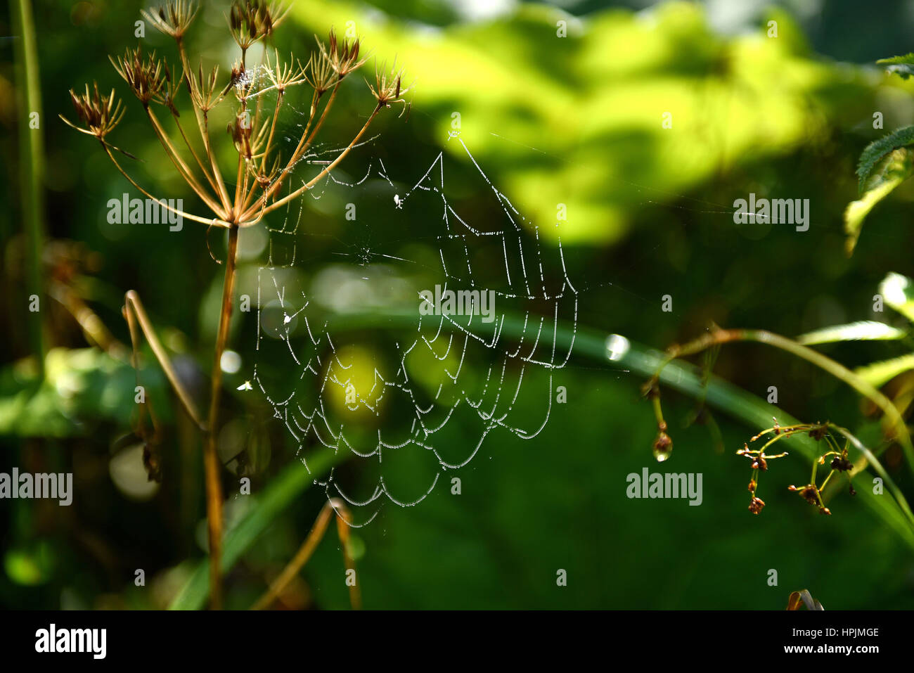 Spider web in the forest Stock Photo - Alamy