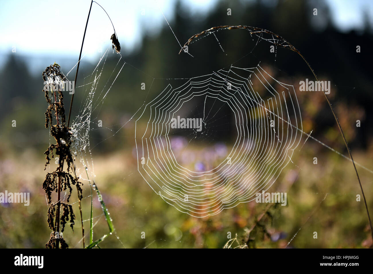 Spider web in the forest Stock Photo - Alamy