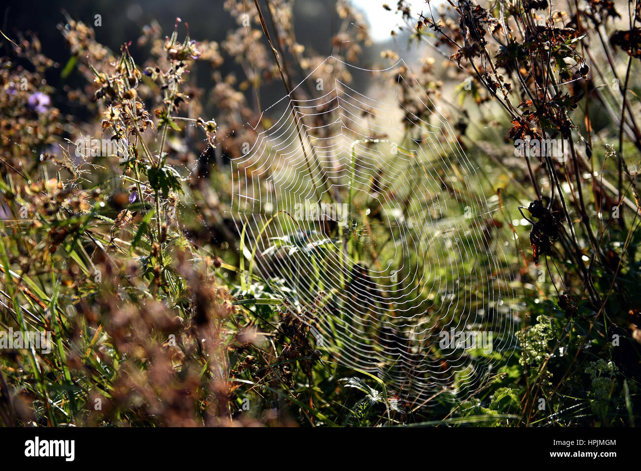 Spider web in the forest Stock Photo - Alamy