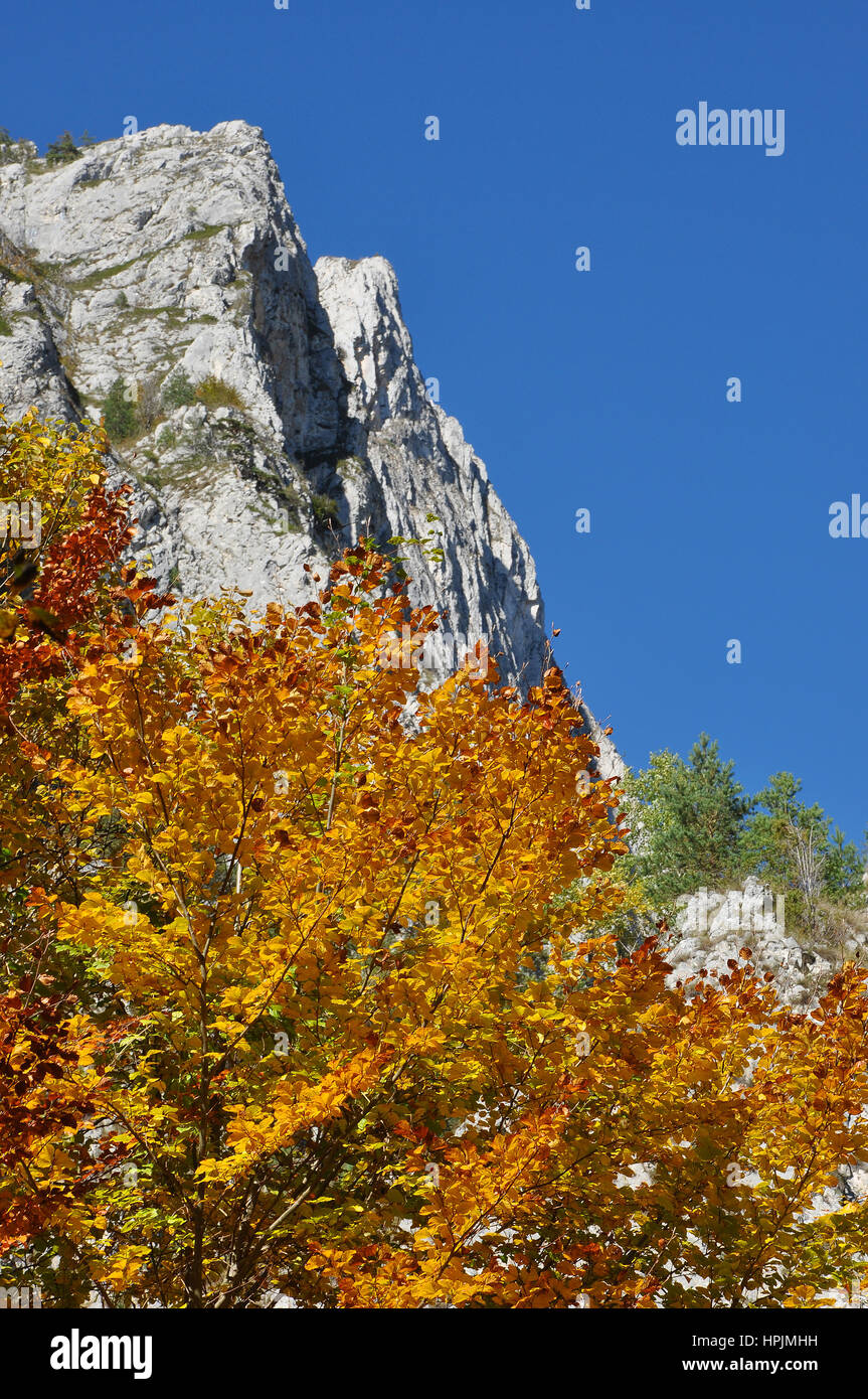 Autumn fall. Colorful autumn forest landscape in the mountains Stock ...