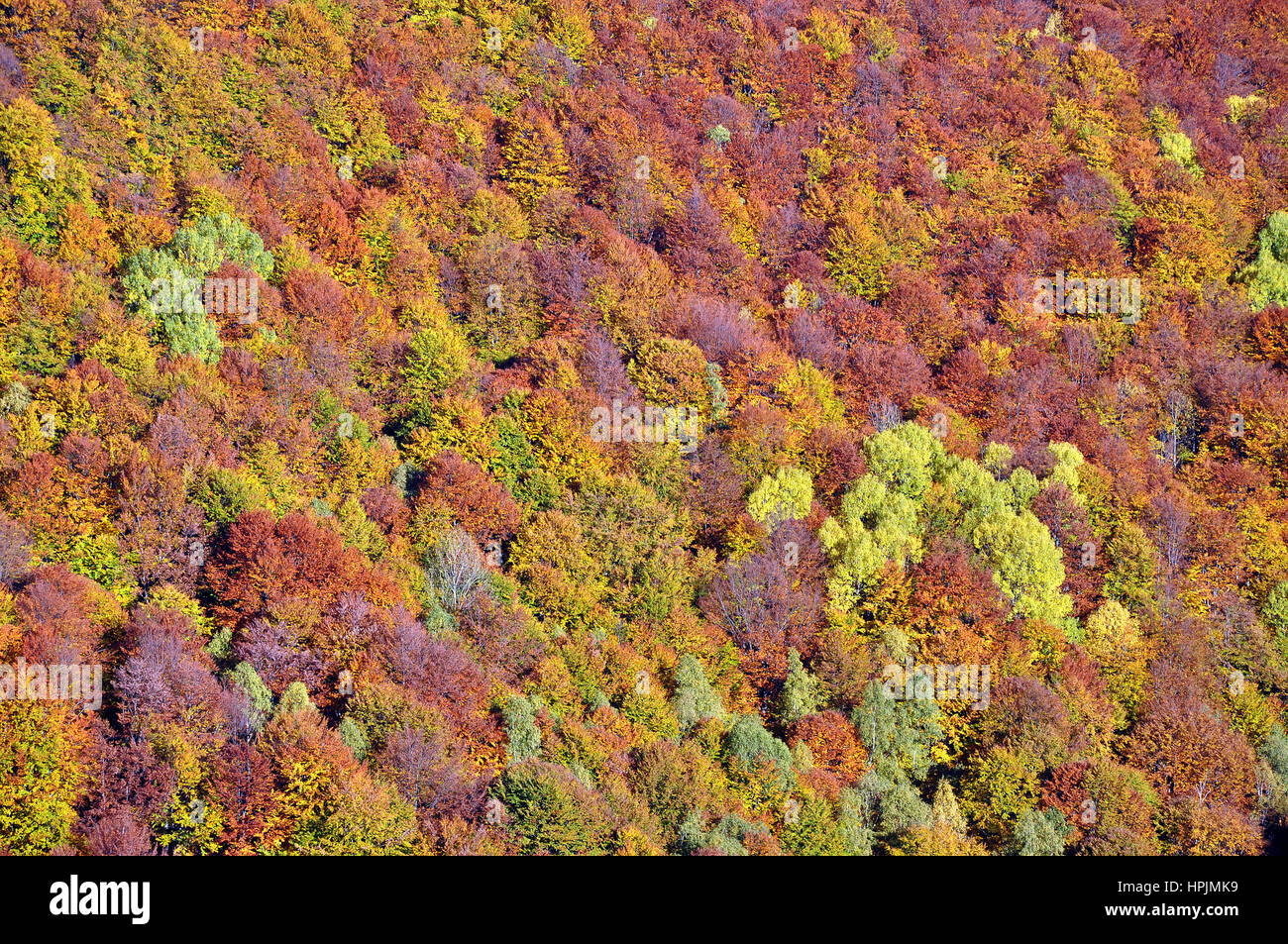 Autumn fall. Colorful autumn forest landscape in the mountains Stock ...