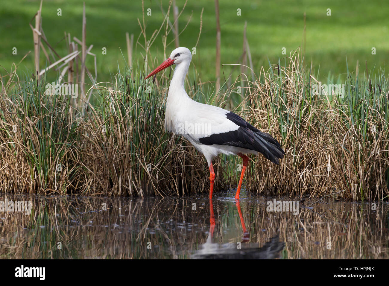 Storks in water hi-res stock photography and images - Alamy