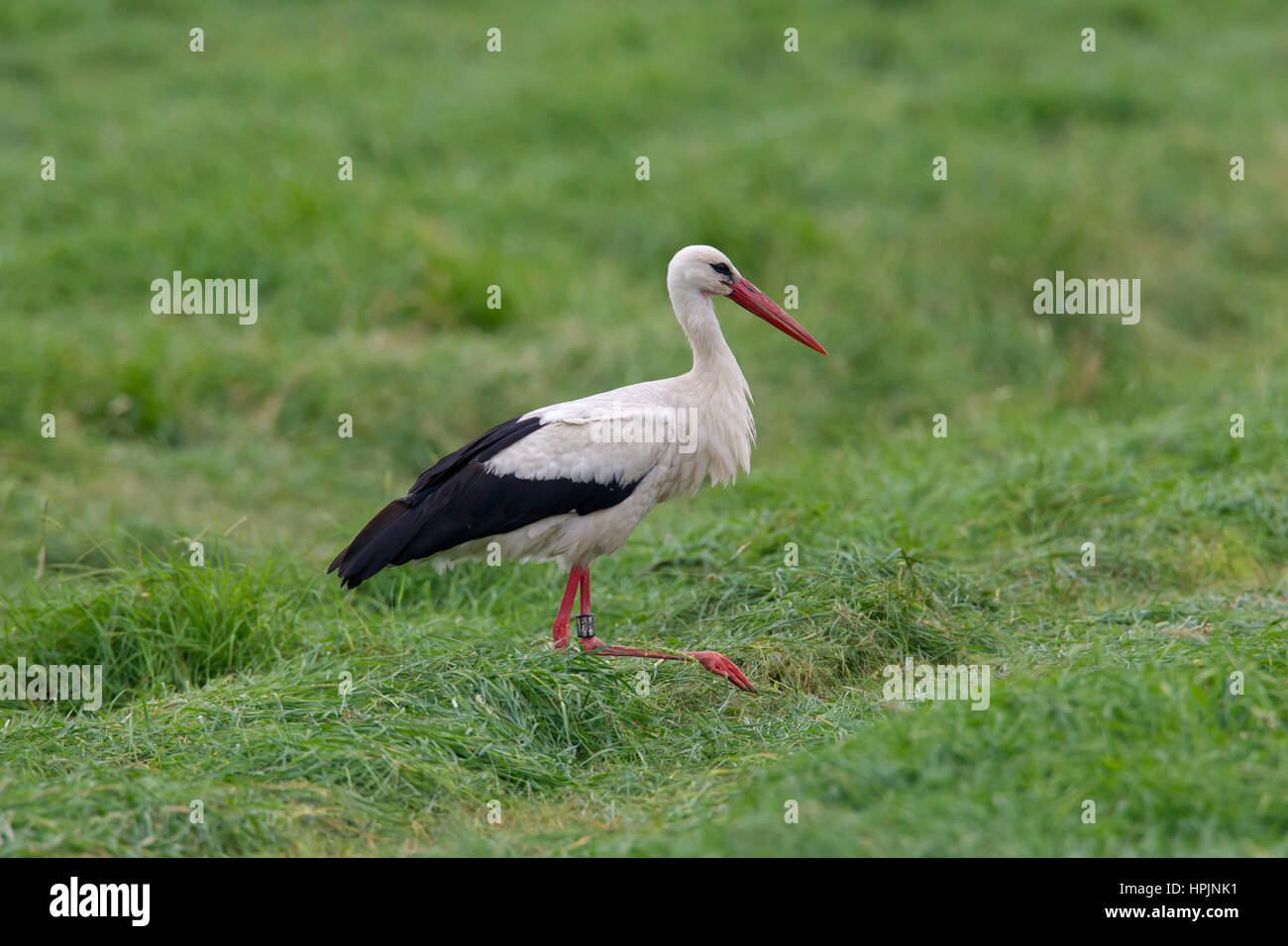 Stork ring hi-res stock photography and images - Alamy