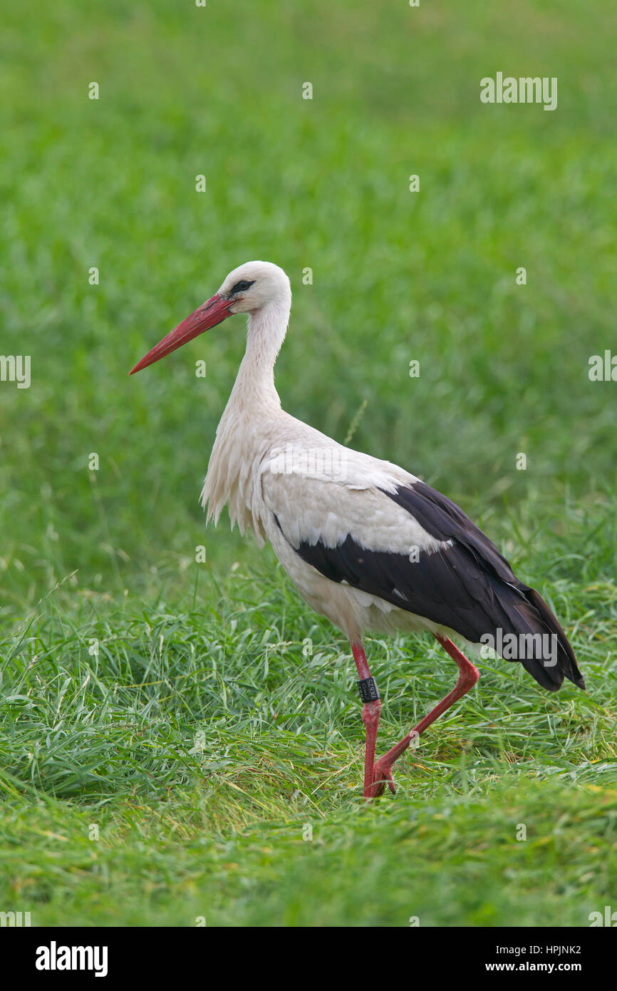 Stork ring hi-res stock photography and images - Alamy