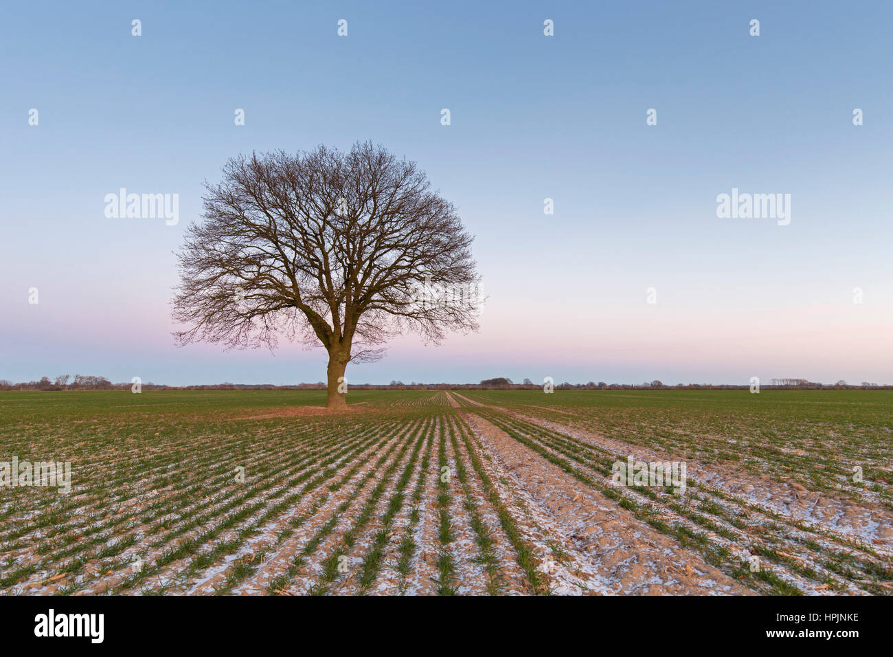 Solitary English oak / pedunculate oak / French oak tree (Quercus robur ...