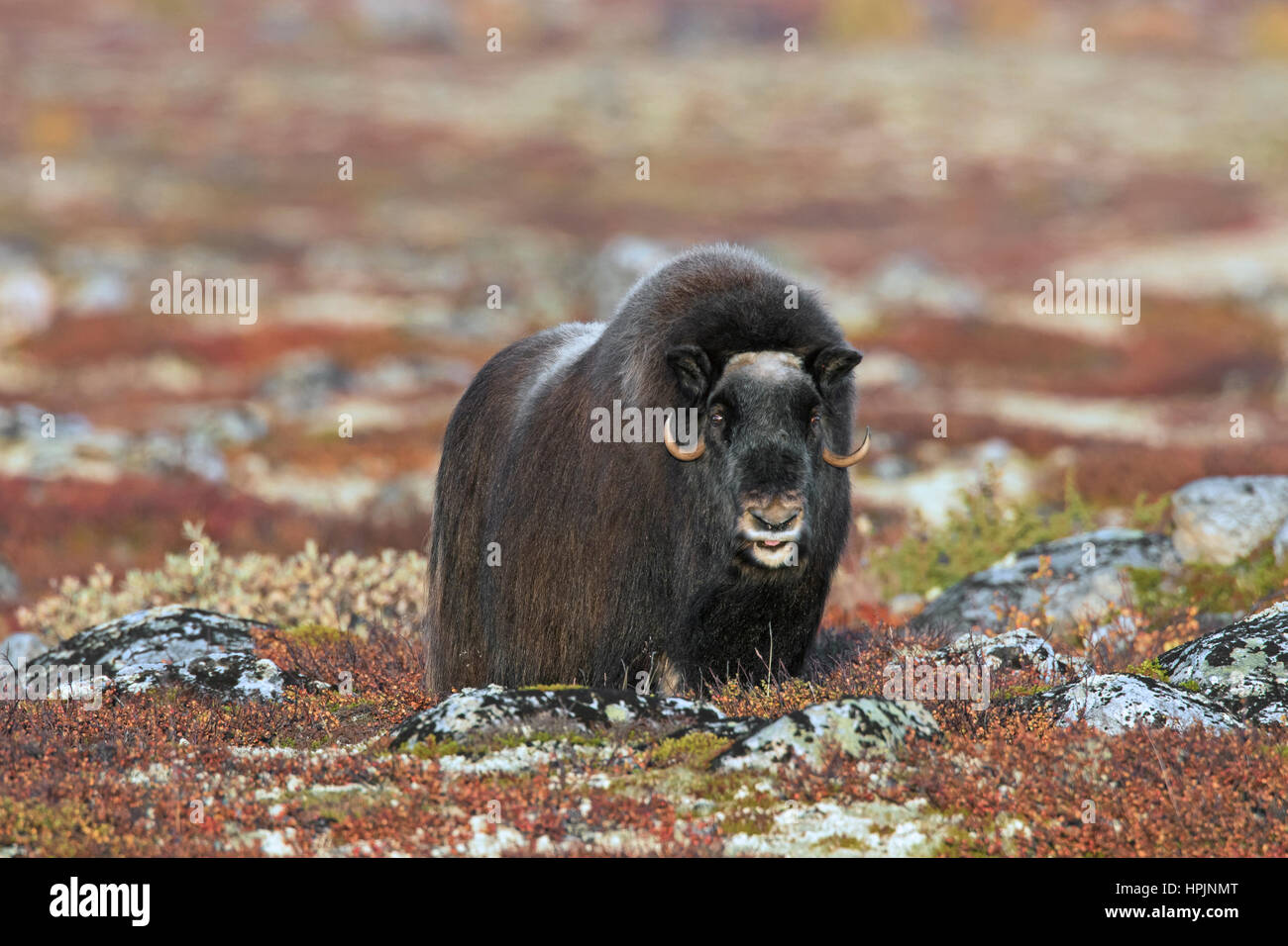 Muskox (Ovibos moschatus) female on the tundra in autumn, Dovrefjell ...