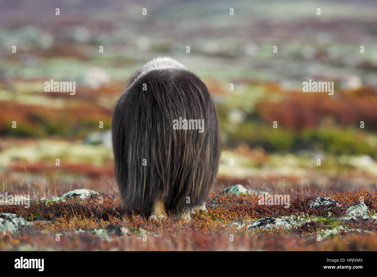 Behind of muskox (Ovibos moschatus) showing long hair of thick coat on ...
