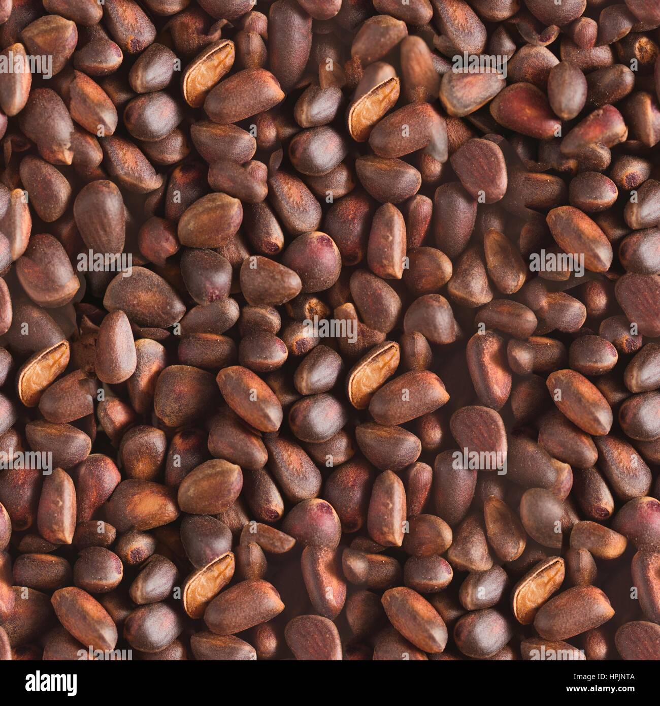 Pine nuts in shells of ciberian cedar. Macro seamless background ...