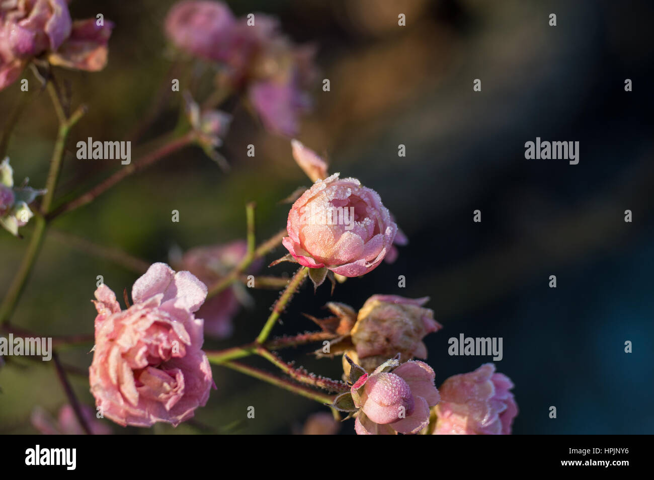 rose in deep winter frost Stock Photo - Alamy