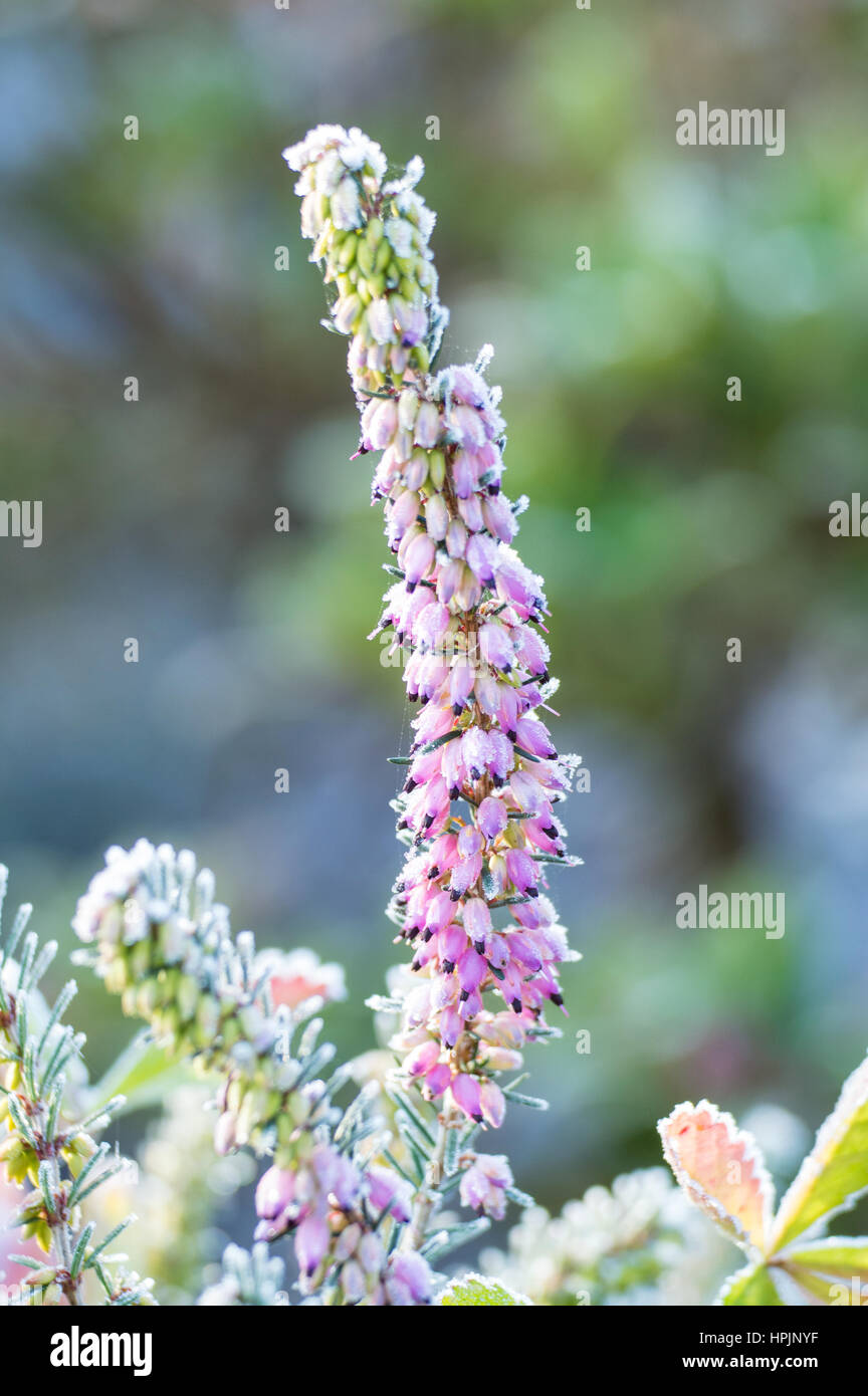 heather in deep winter frost Stock Photo - Alamy