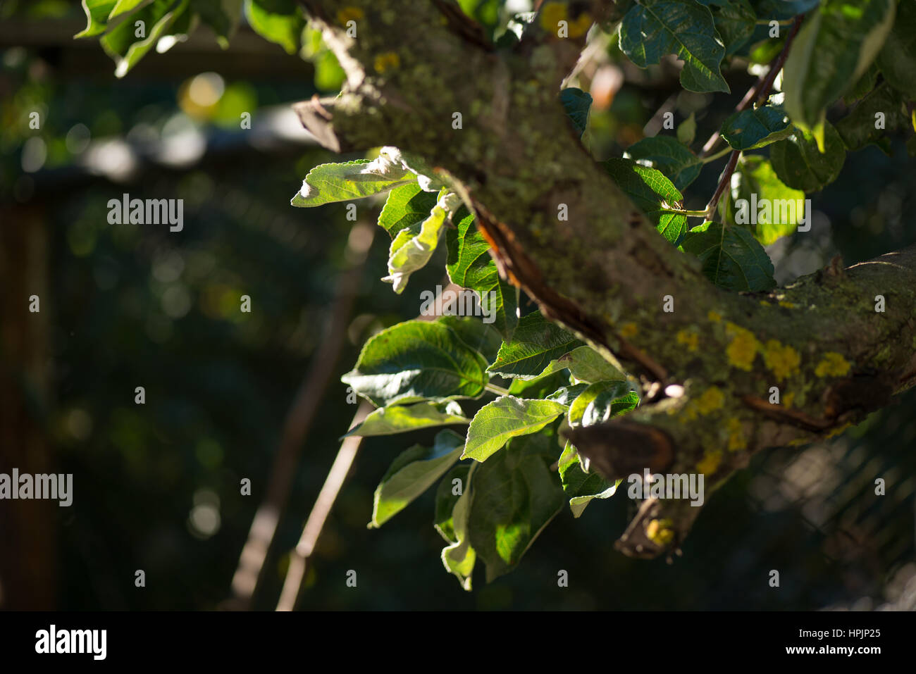 Green apple tree branch in garden, spring sun over translucent leaves ...