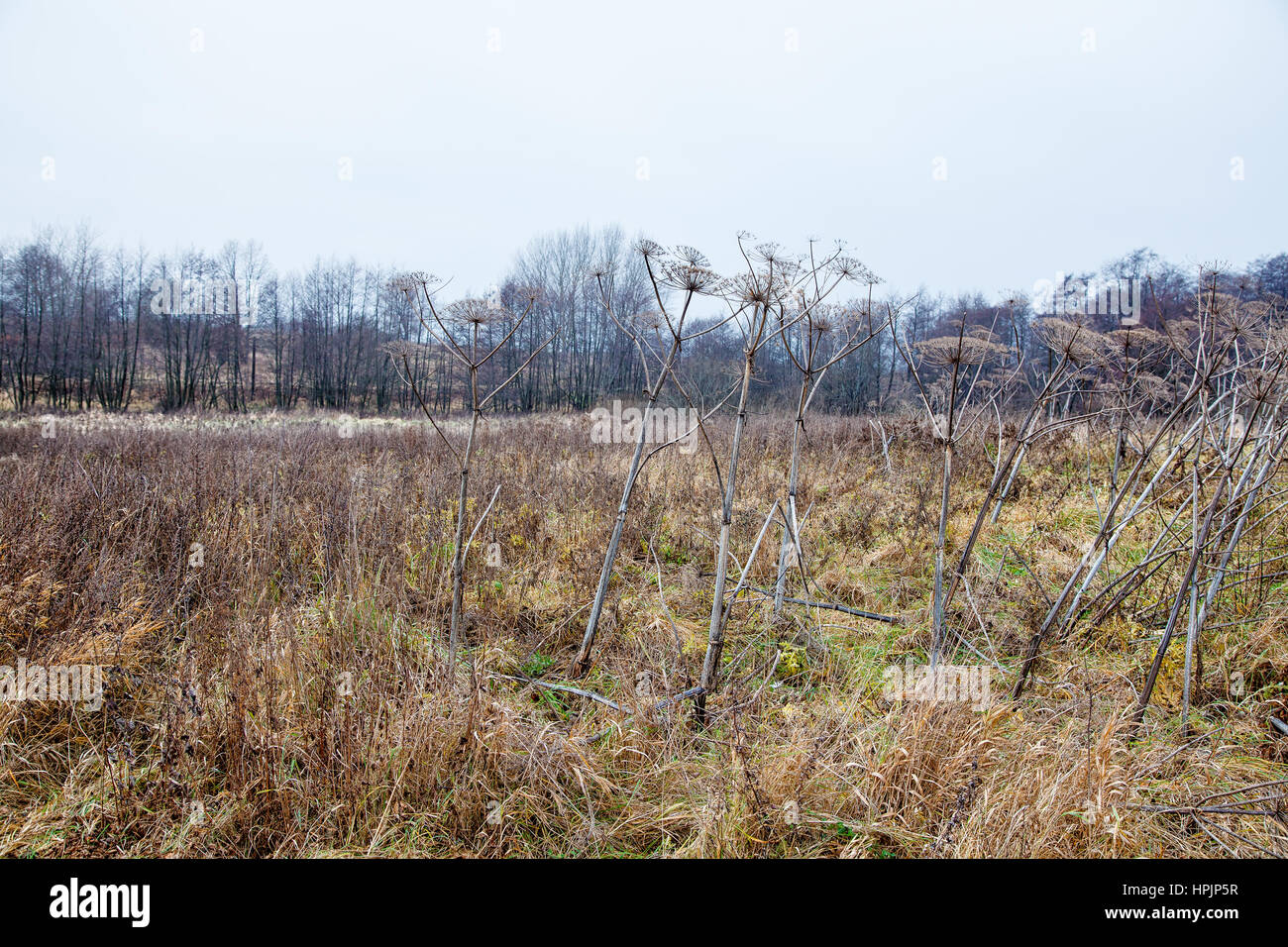 Stem dried high grass hi-res stock photography and images - Alamy