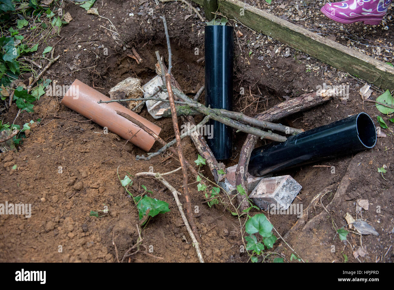 Hibernacula hi-res stock photography and images - Alamy