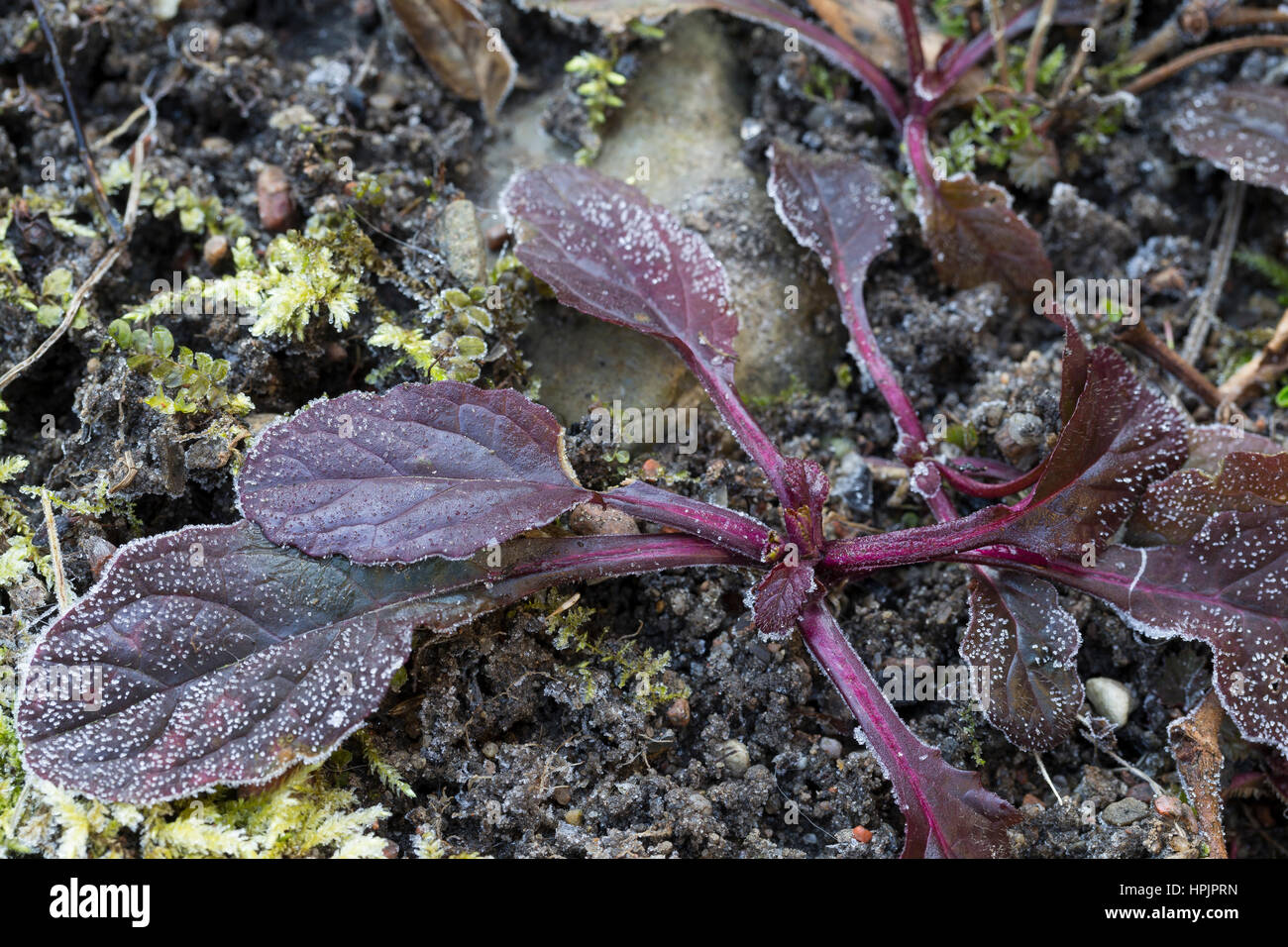 Ajuga reptans bugle medicinal plant hi-res stock photography and images ...