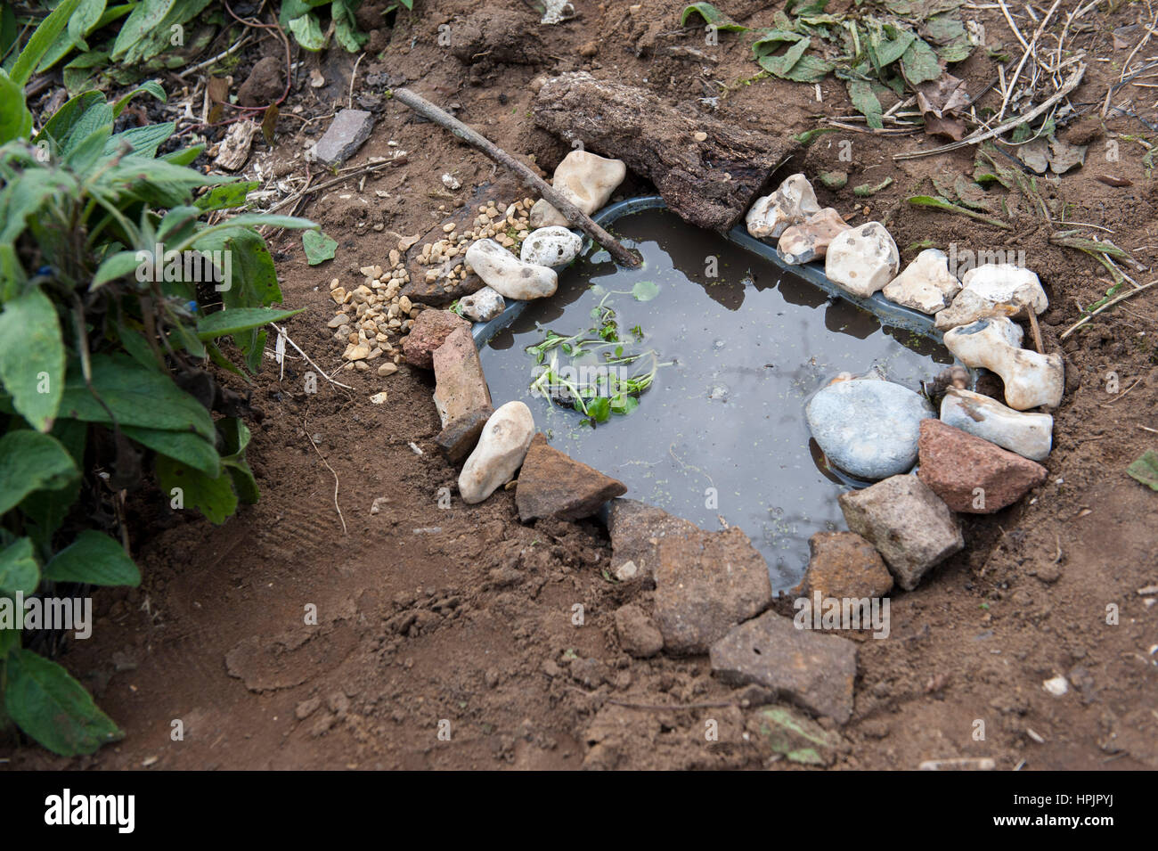 Primary school kids make a mini-pond UK Stock Photo - Alamy