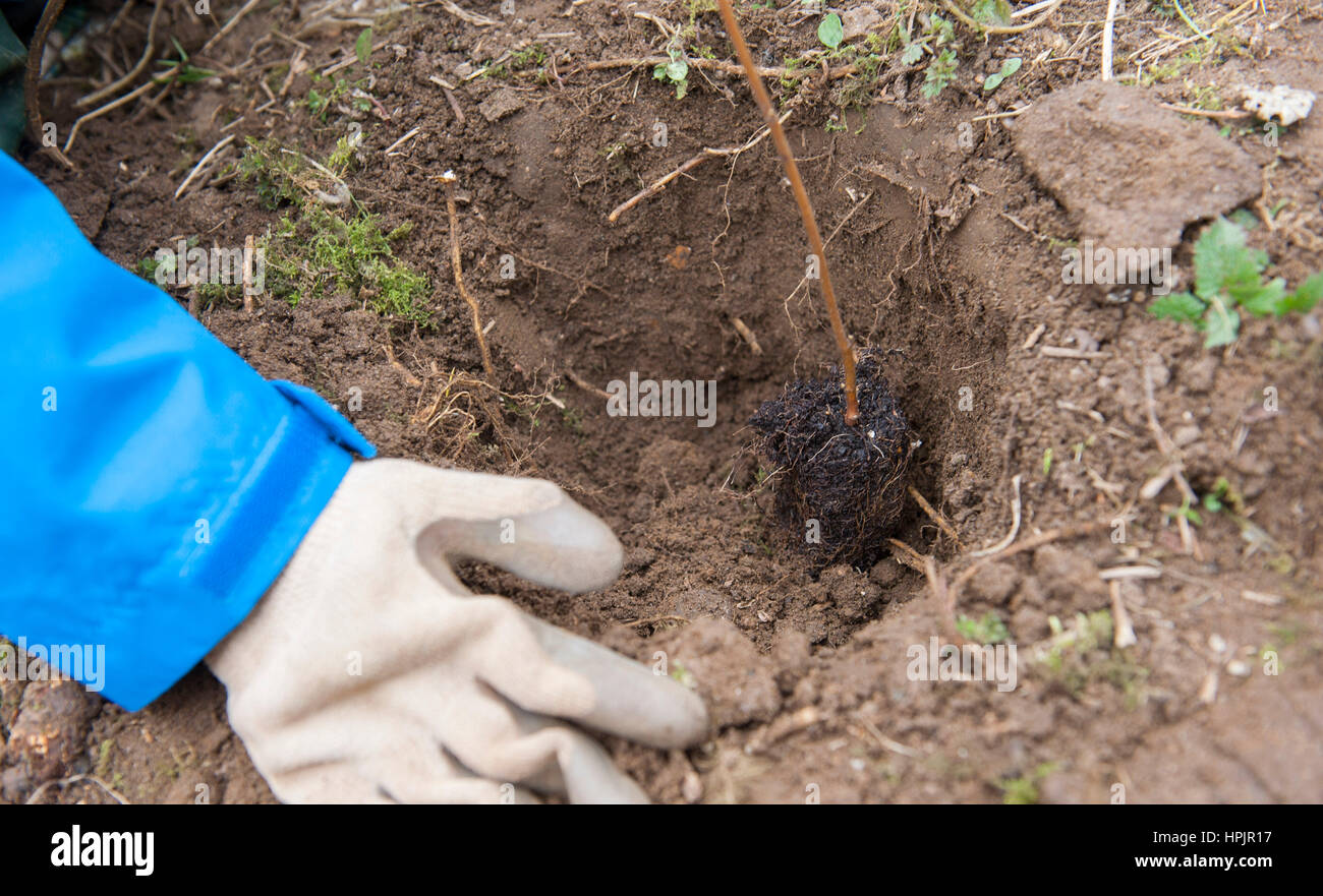 planting a tree step by step guide and photos Stock Photo - Alamy