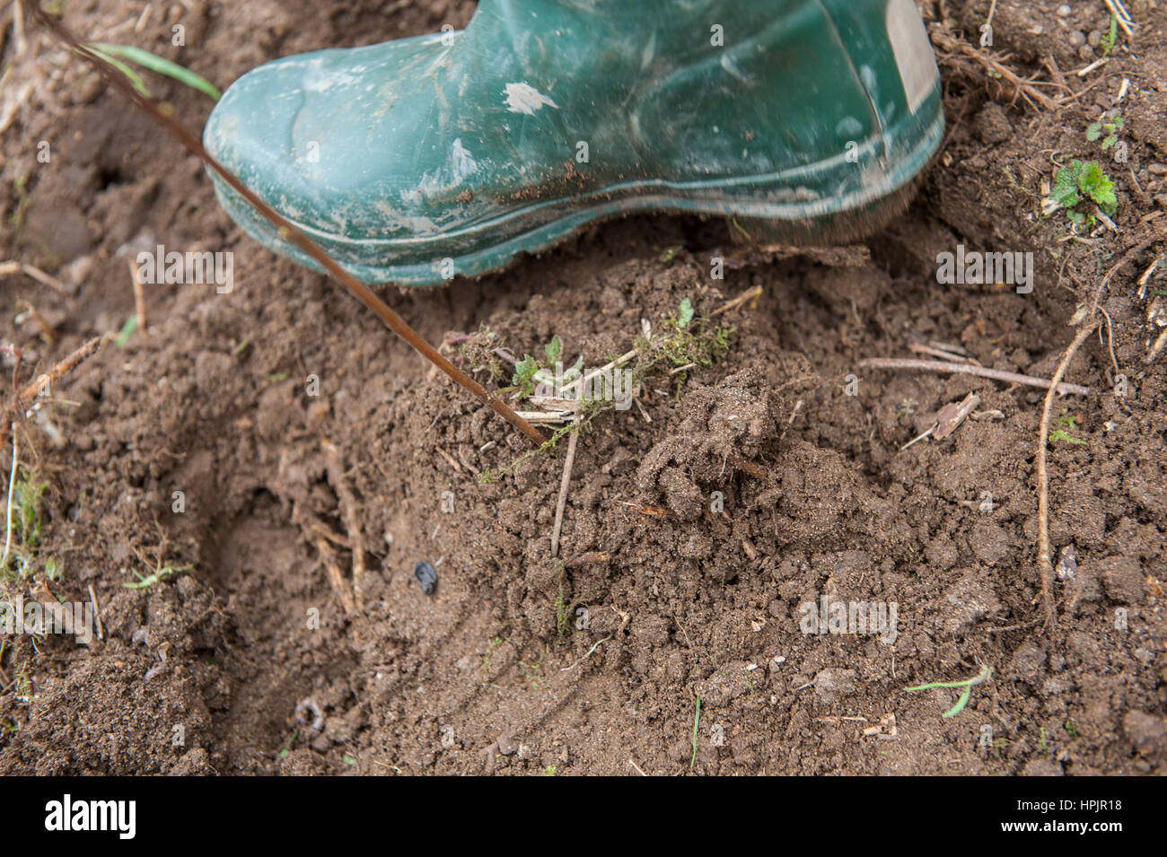 planting a tree step by step guide and photos Stock Photo - Alamy