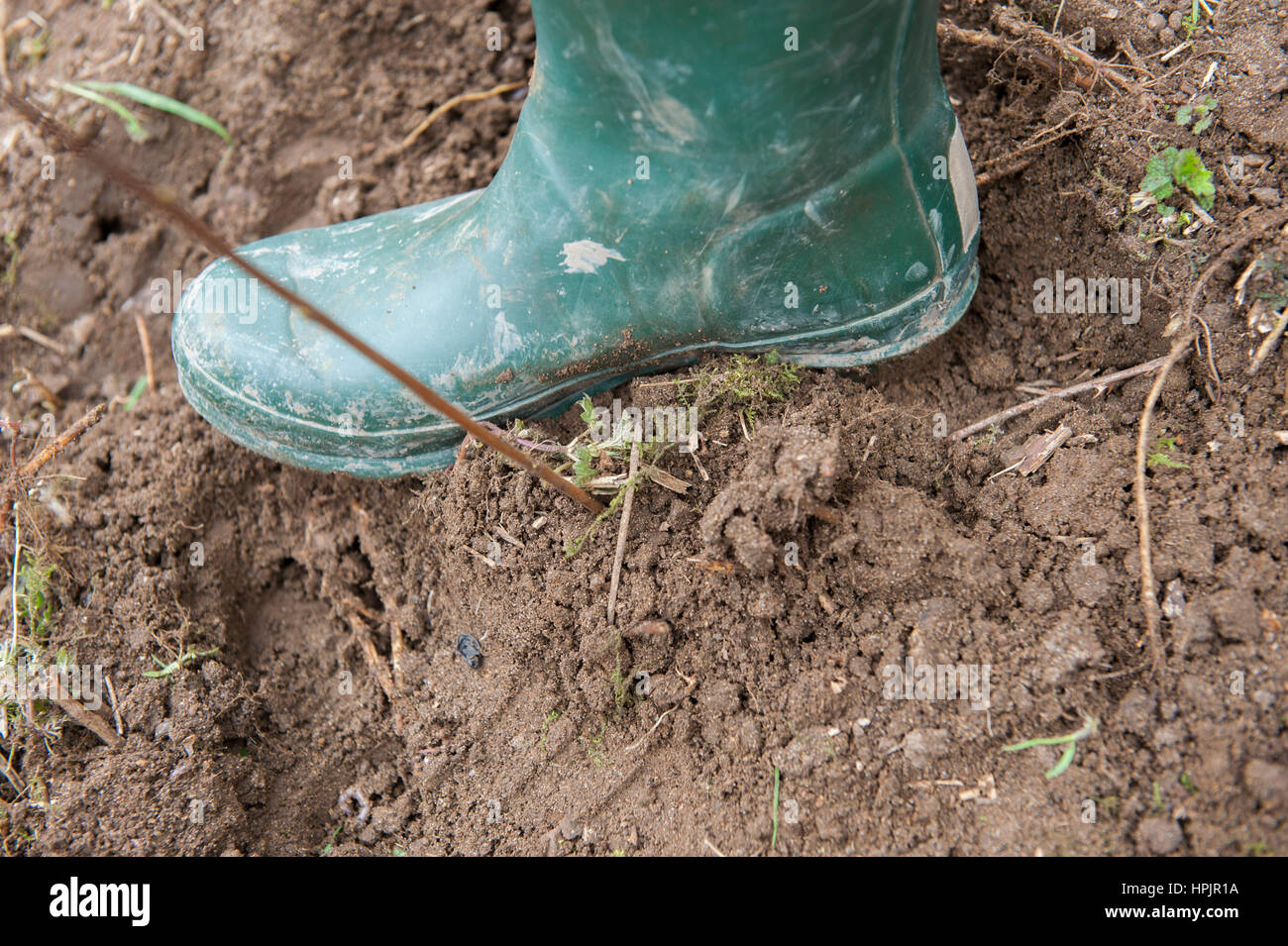 planting a tree step by step guide and photos Stock Photo - Alamy