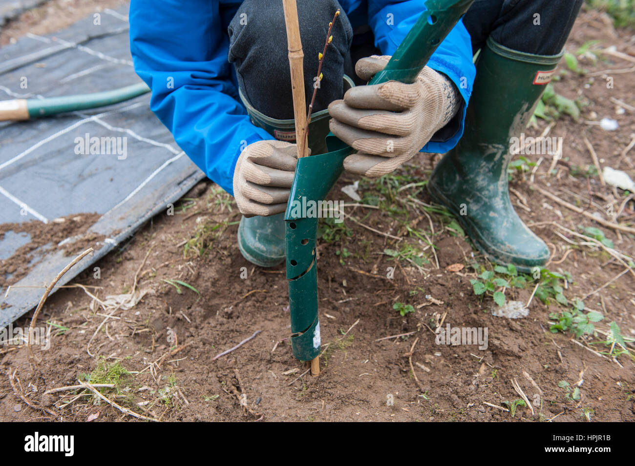 planting a tree step by step guide and photos Stock Photo - Alamy