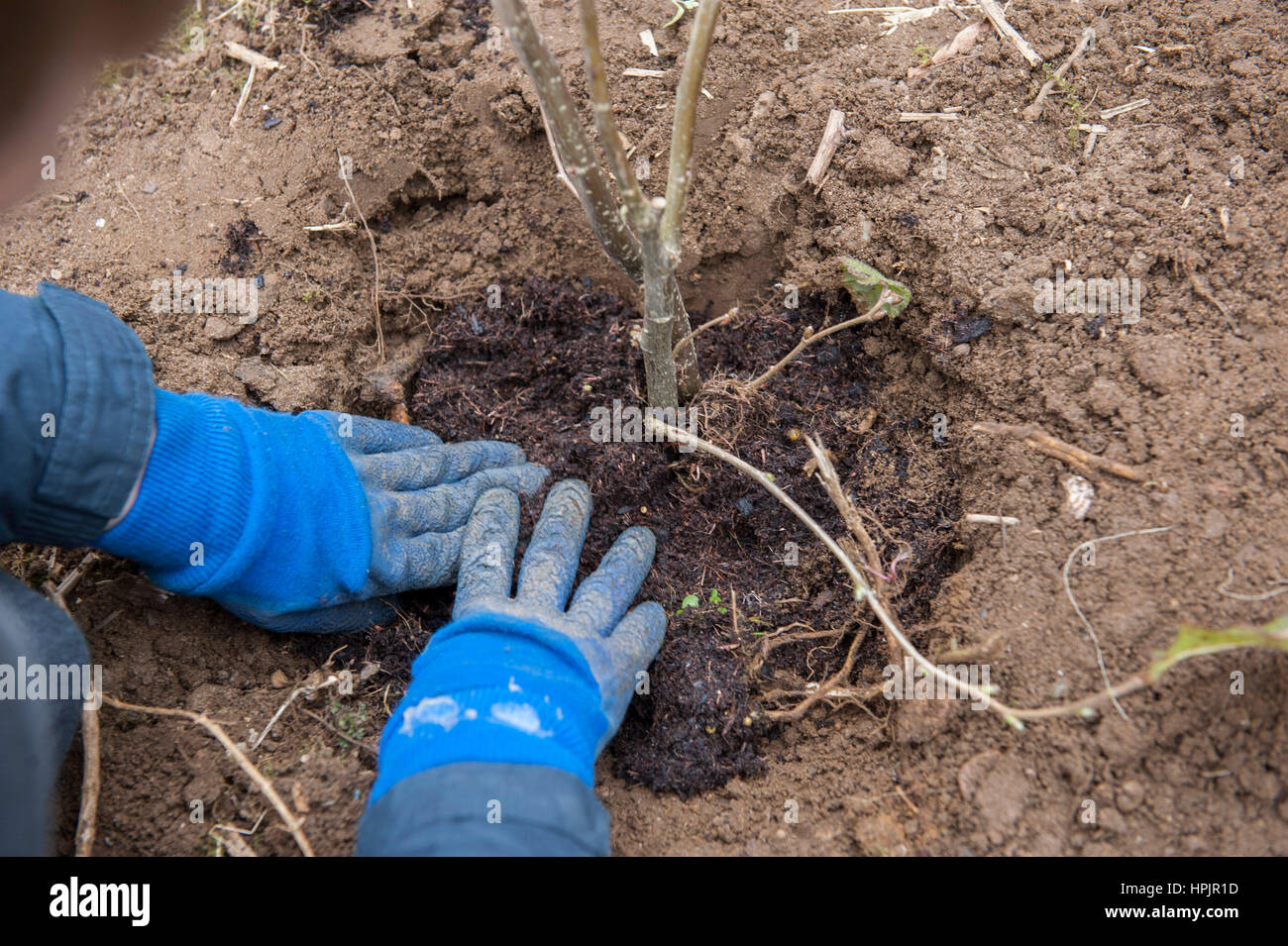 planting a tree step by step guide and photos Stock Photo - Alamy