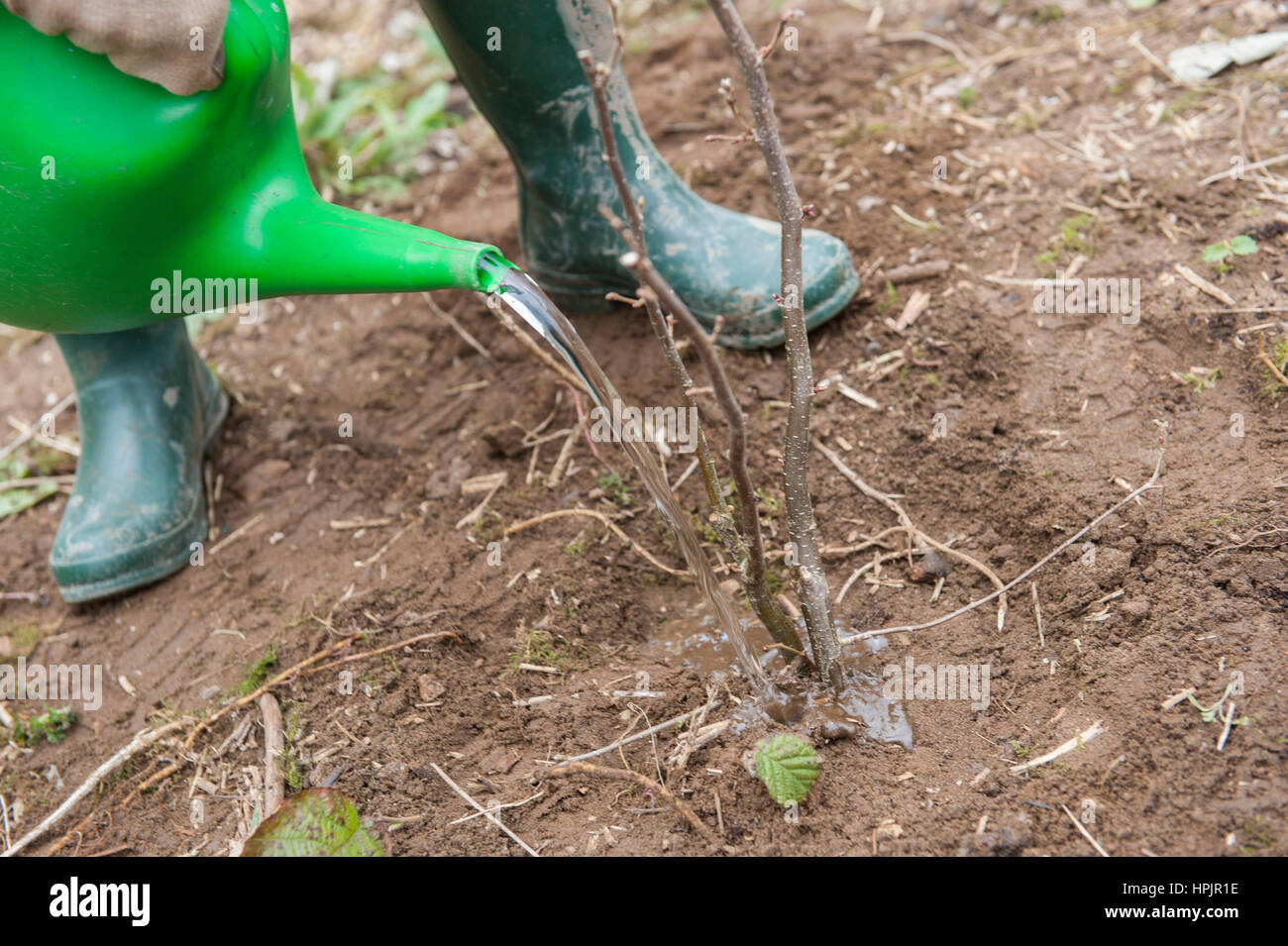 planting a tree step by step guide and photos Stock Photo - Alamy
