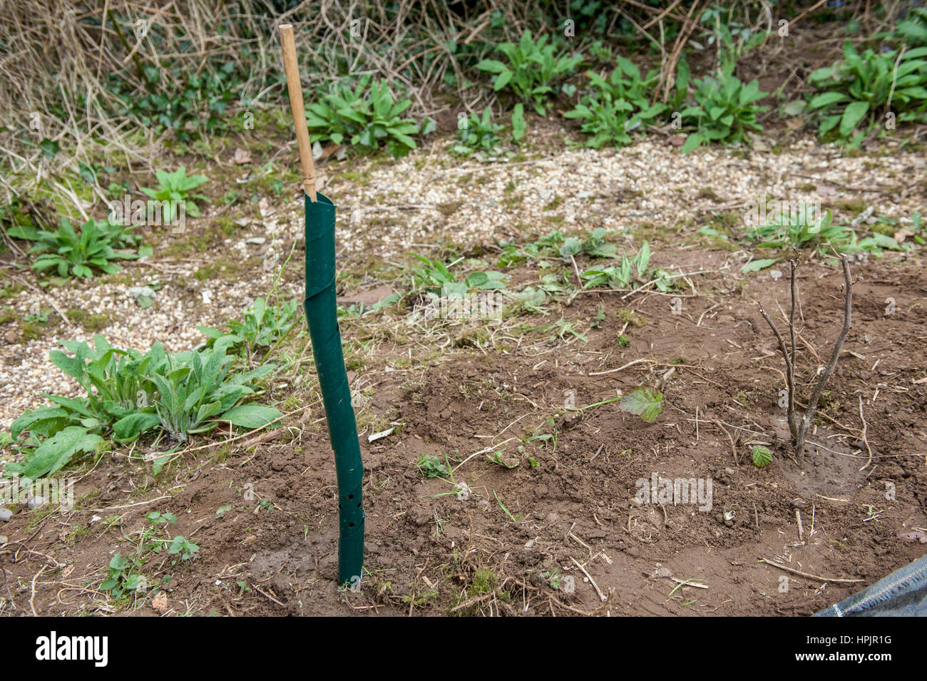 planting a tree step by step guide and photos Stock Photo - Alamy