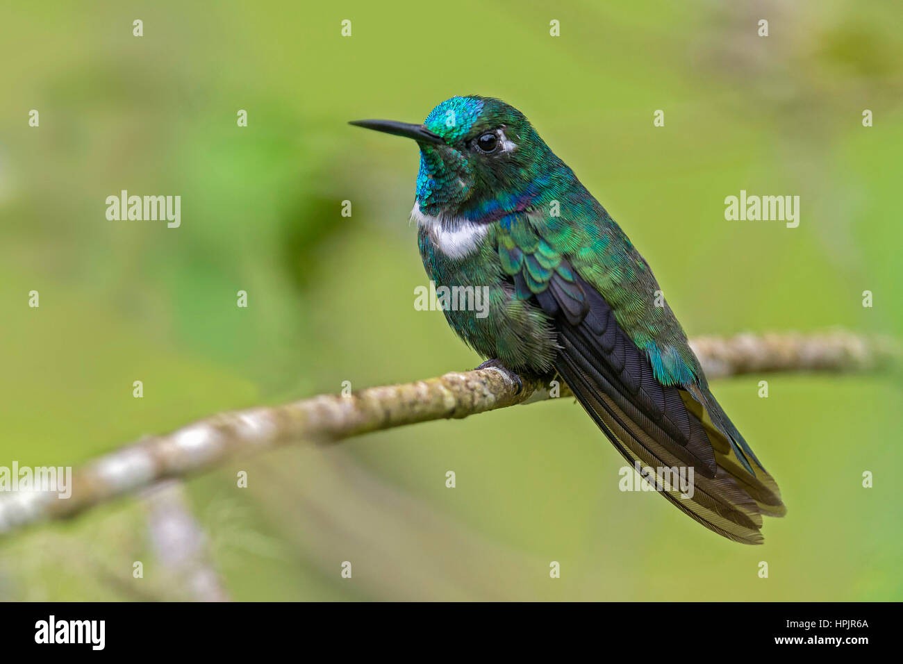 Wedge-billed Hummingbird (Schistes geoffroyi), Reserva Rio Blanco ...