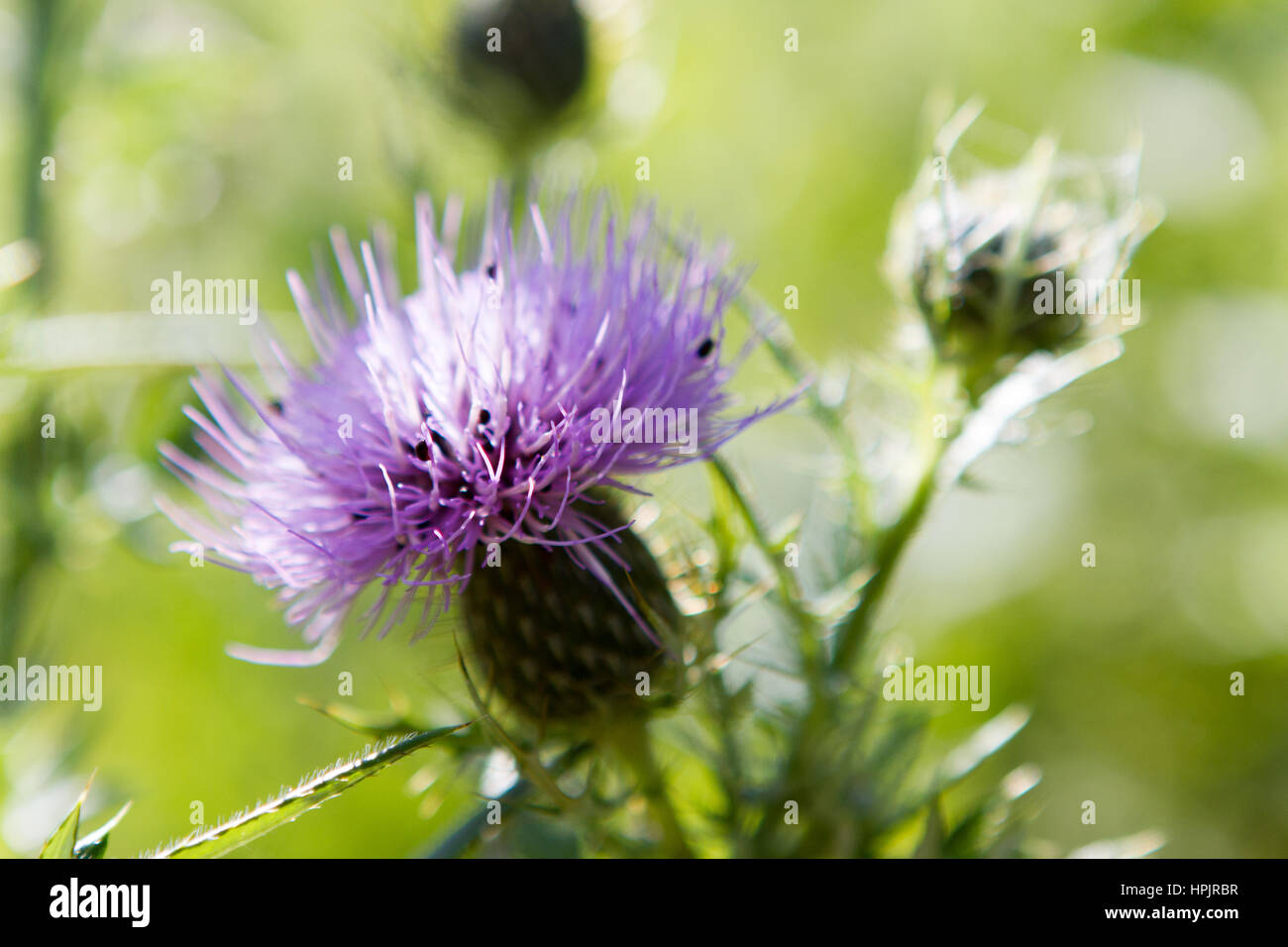 Cirsium altissimum tall thistle hi-res stock photography and images - Alamy