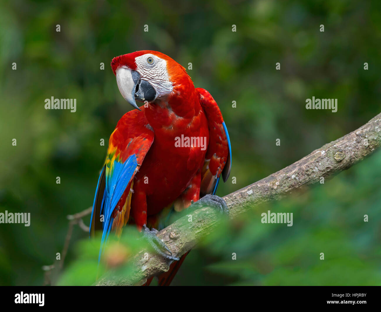 Guacamaya bird hi-res stock photography and images - Alamy
