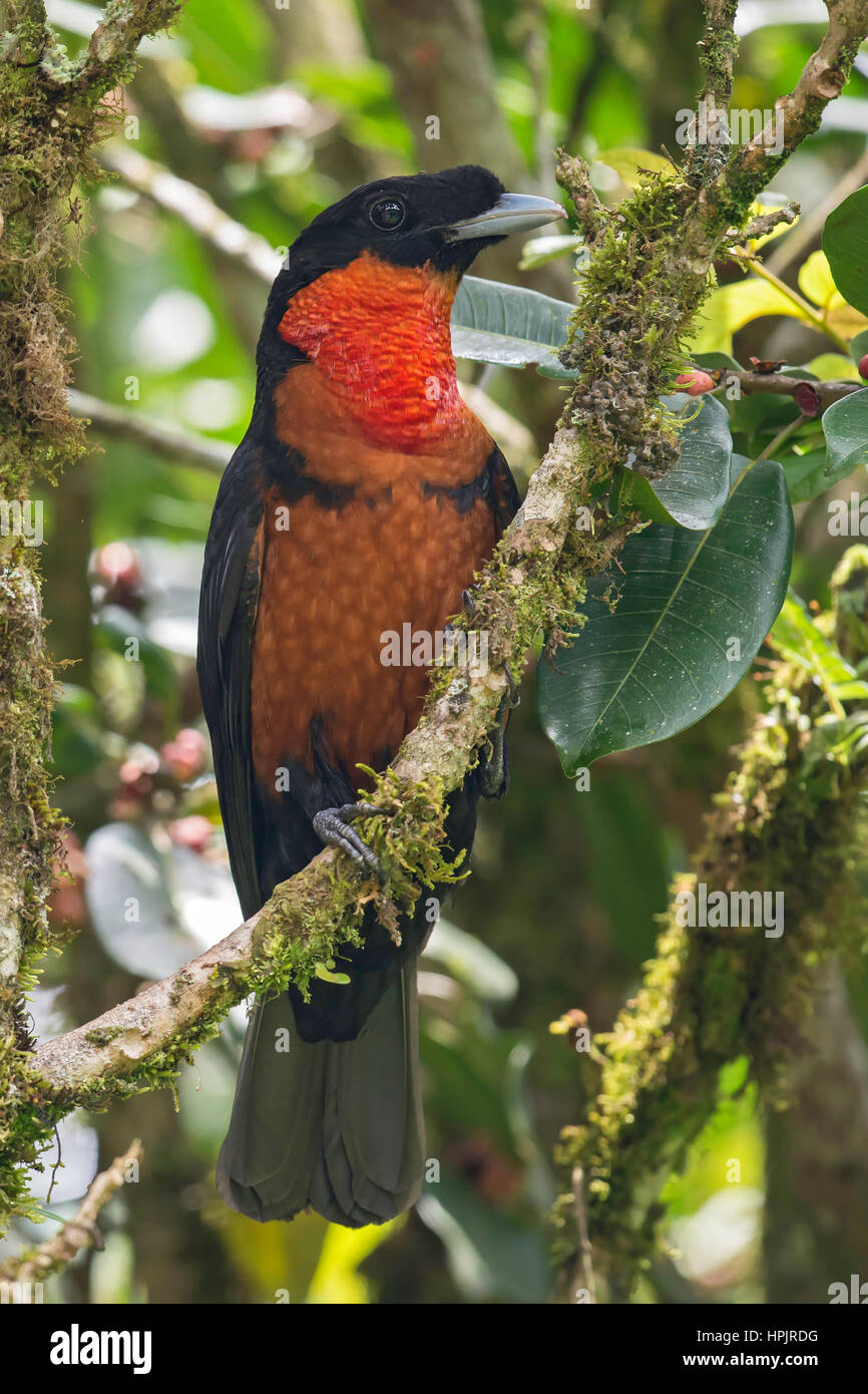 Red-ruffed Fruitcrow (Pyroderus scutatus), Otun Quimbaya, Pereira ...