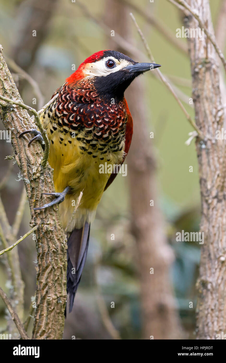Crimson-mantled Woodpecker (Colaptes rivolii), PNN Los Nevados ...