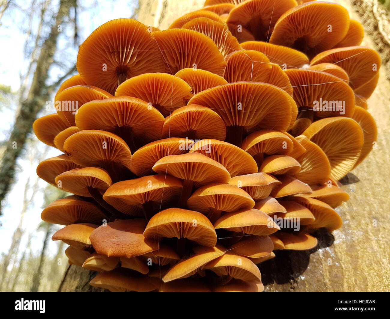Wild mushroom on tree Stock Photo - Alamy