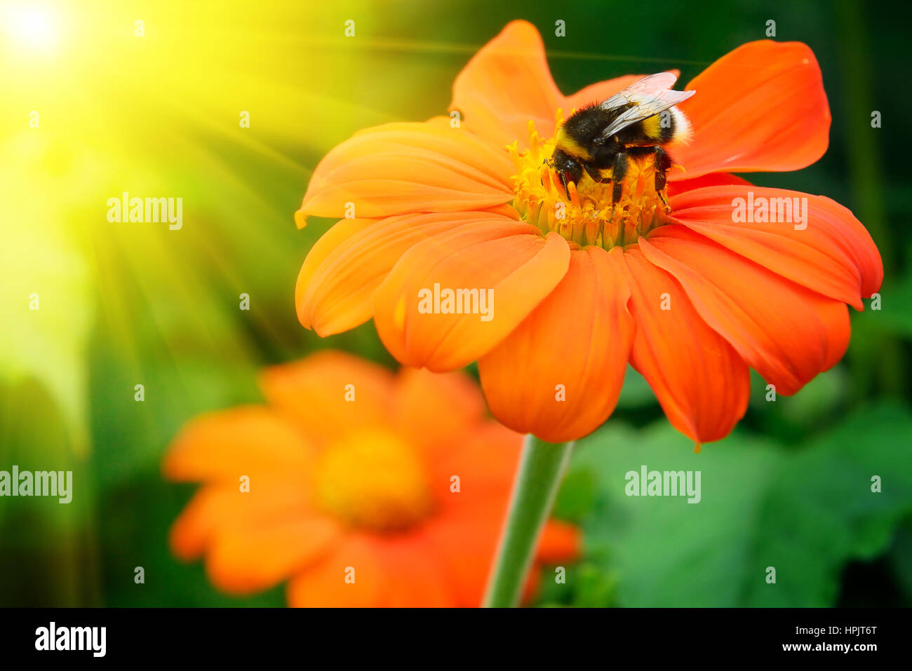 Bumble bee pollinating a flower lit by the sun Stock Photo - Alamy