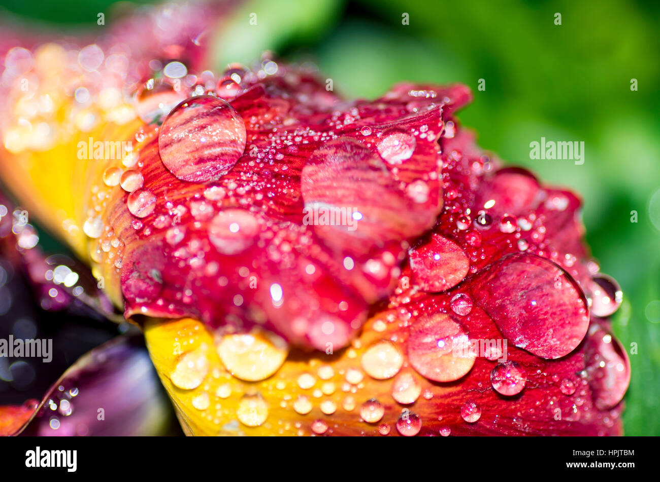 Drips on flower hi-res stock photography and images - Alamy