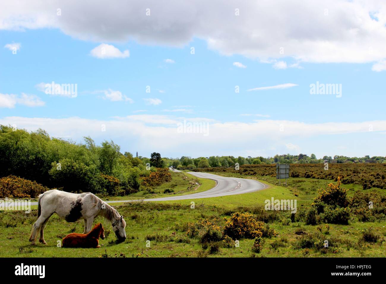 Hampshire New Forest Nature Landscape Stock Photo - Alamy