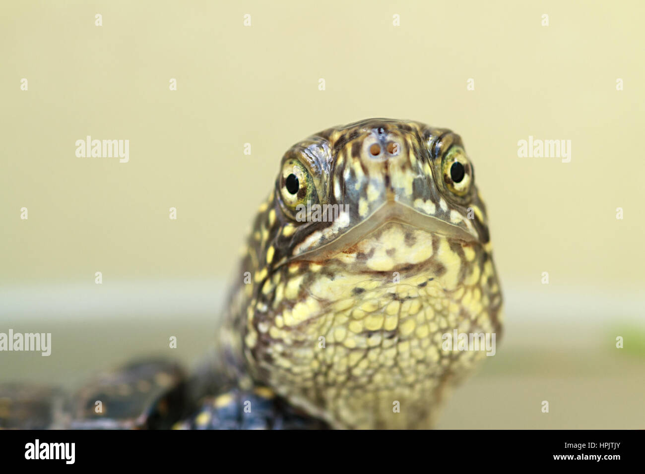 Poked at hi-res stock photography and images - Alamy