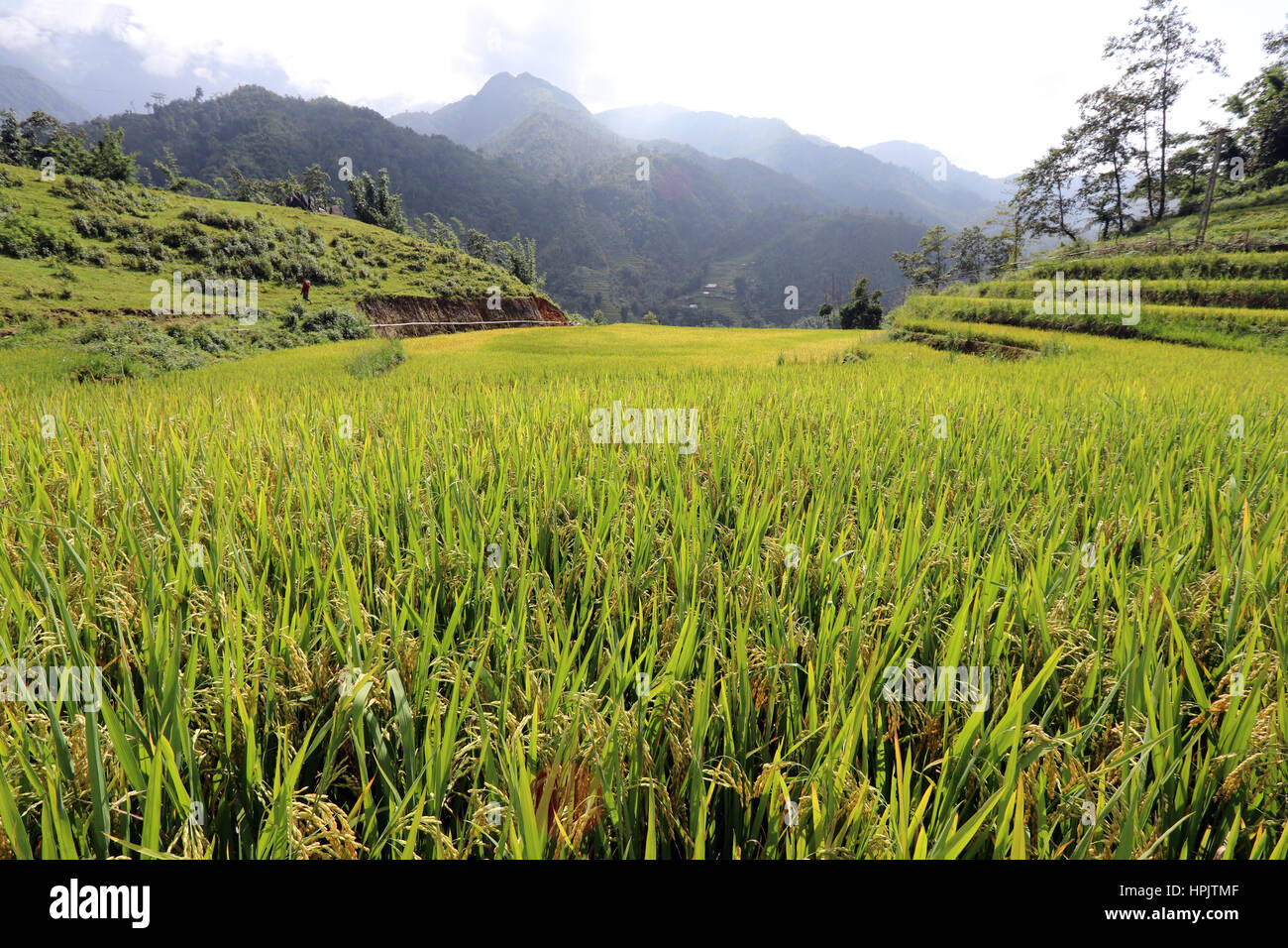 Terraced Rice Fields, Vietnam Stock Photo - Alamy