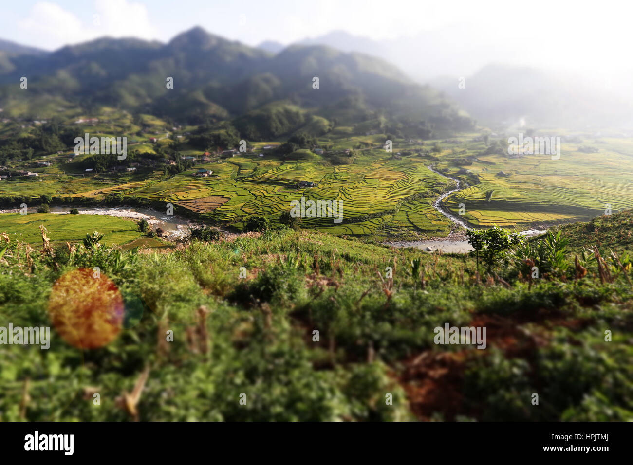 Rice field background hi-res stock photography and images - Alamy