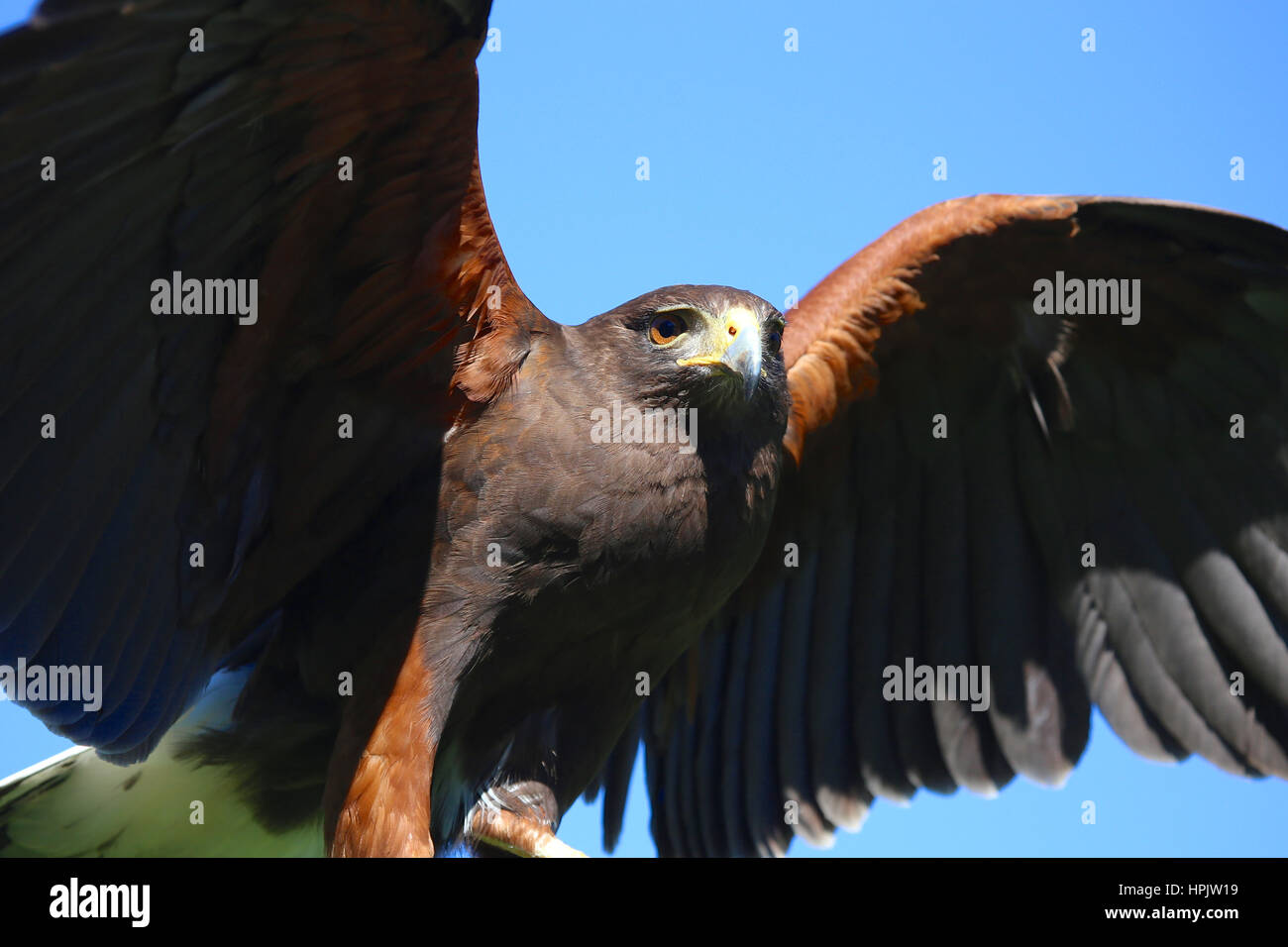 Falcon wings hi-res stock photography and images - Alamy